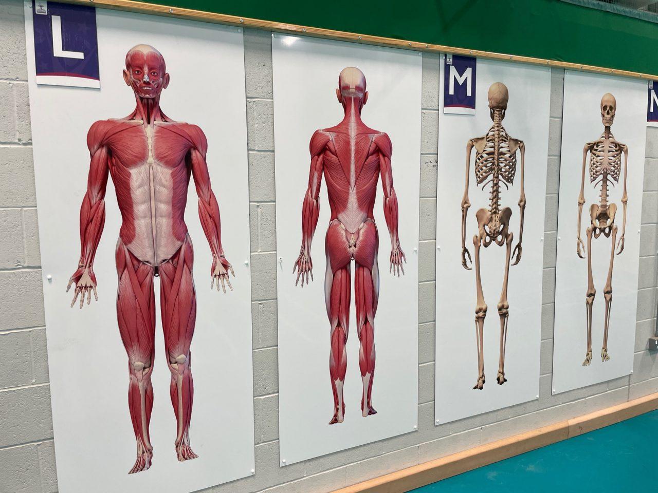 Muscular System White Board Wall Display for Secondary Schools, PE ...