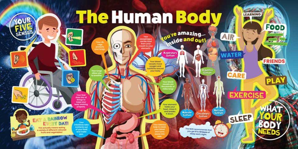 The Human Body Wall Display - Design For Education