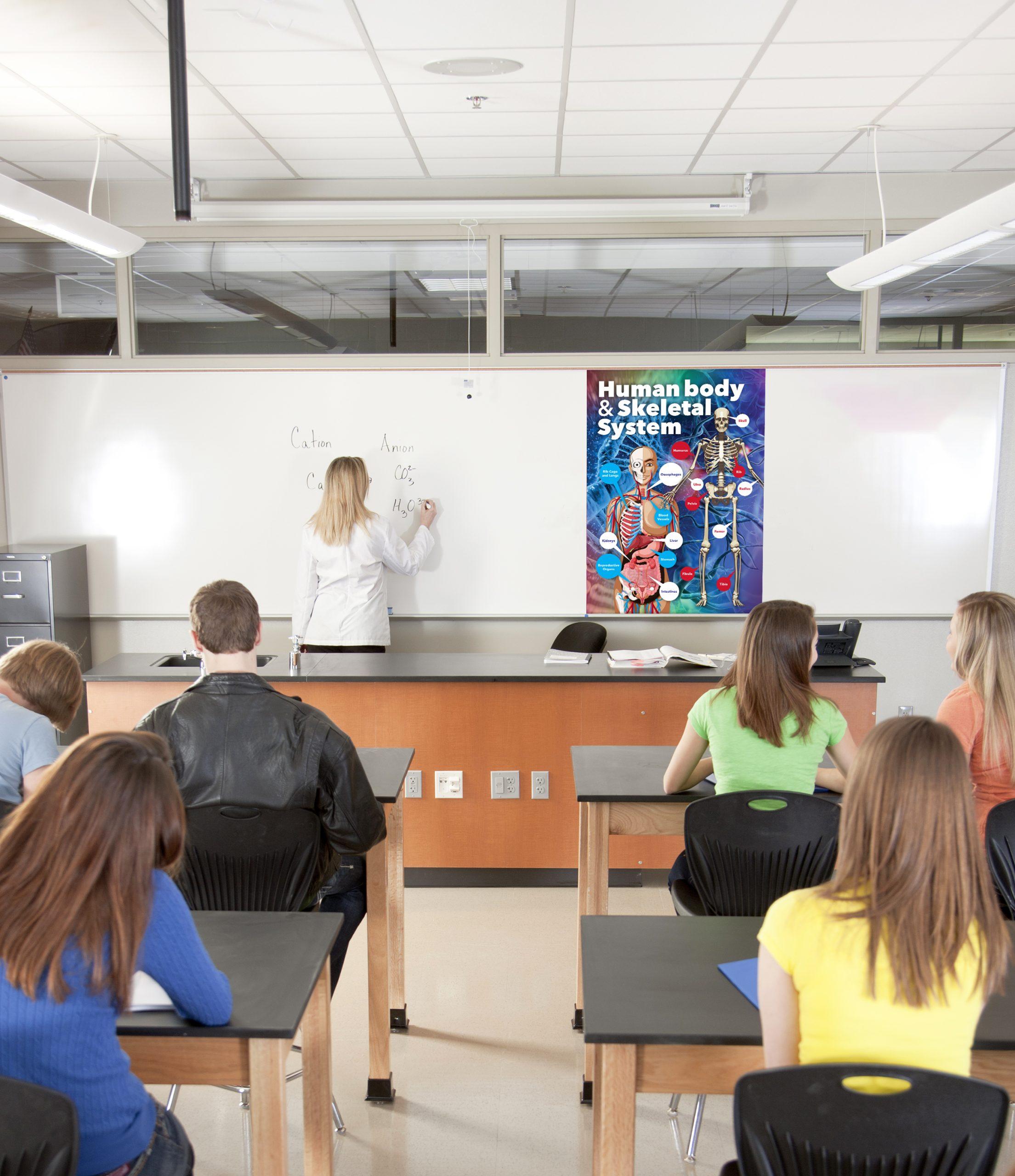 Human Body and Skeletal System School Wall Display - Design For Education