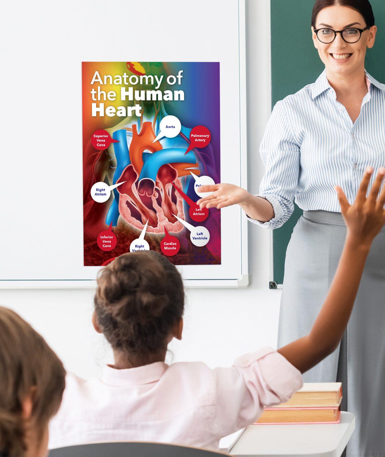 Anatomy of the Human Heart School Wall Display - Design For Education