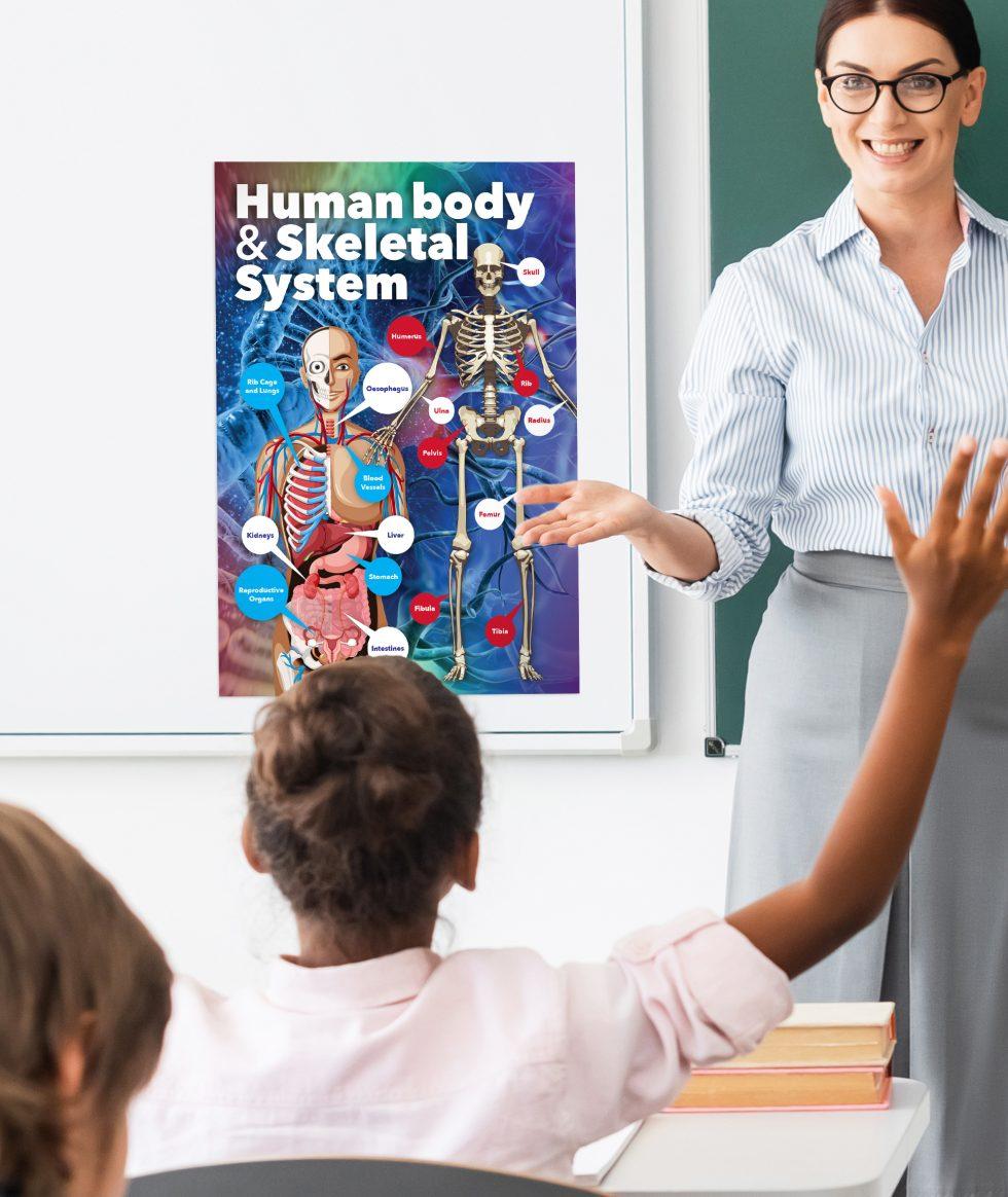 Human Body and Skeletal System School Wall Display, Eye-Catching and ...